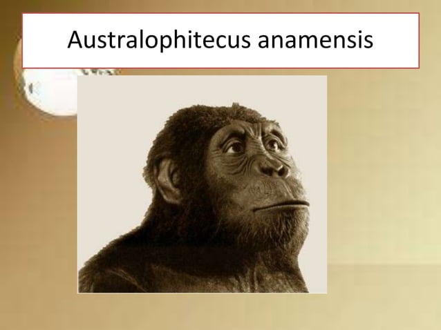 Biological and Cultural Evolution from Australophitecus to Homosapiens ...