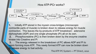 Biological and Physiological Foundation of Physical Education.pptx