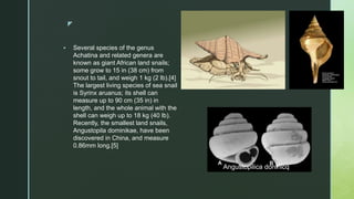Biological Aspects of Snails in the Human world.pptx