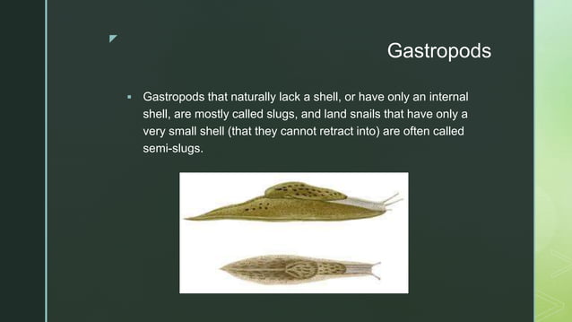 Biological Aspects of Snails in the Human world.pptx