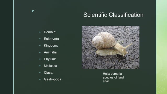 Biological Aspects of Snails in the Human world.pptx