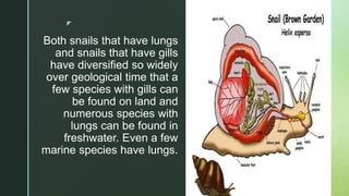 Biological Aspects of Snails in the Human world.pptx