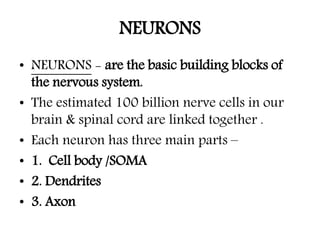 Biological bases of human behaviour (complete) 2 | PPTX
