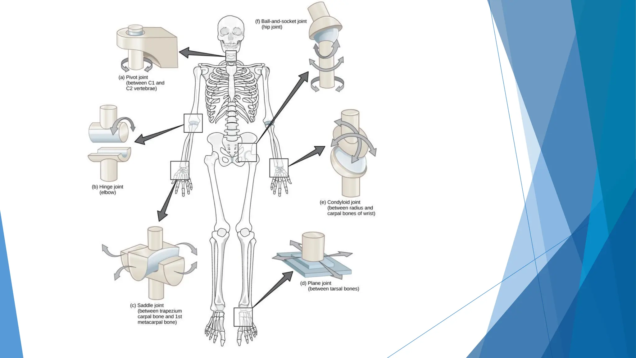 Biological basics of movements Passive movement system Types of joints.pdf