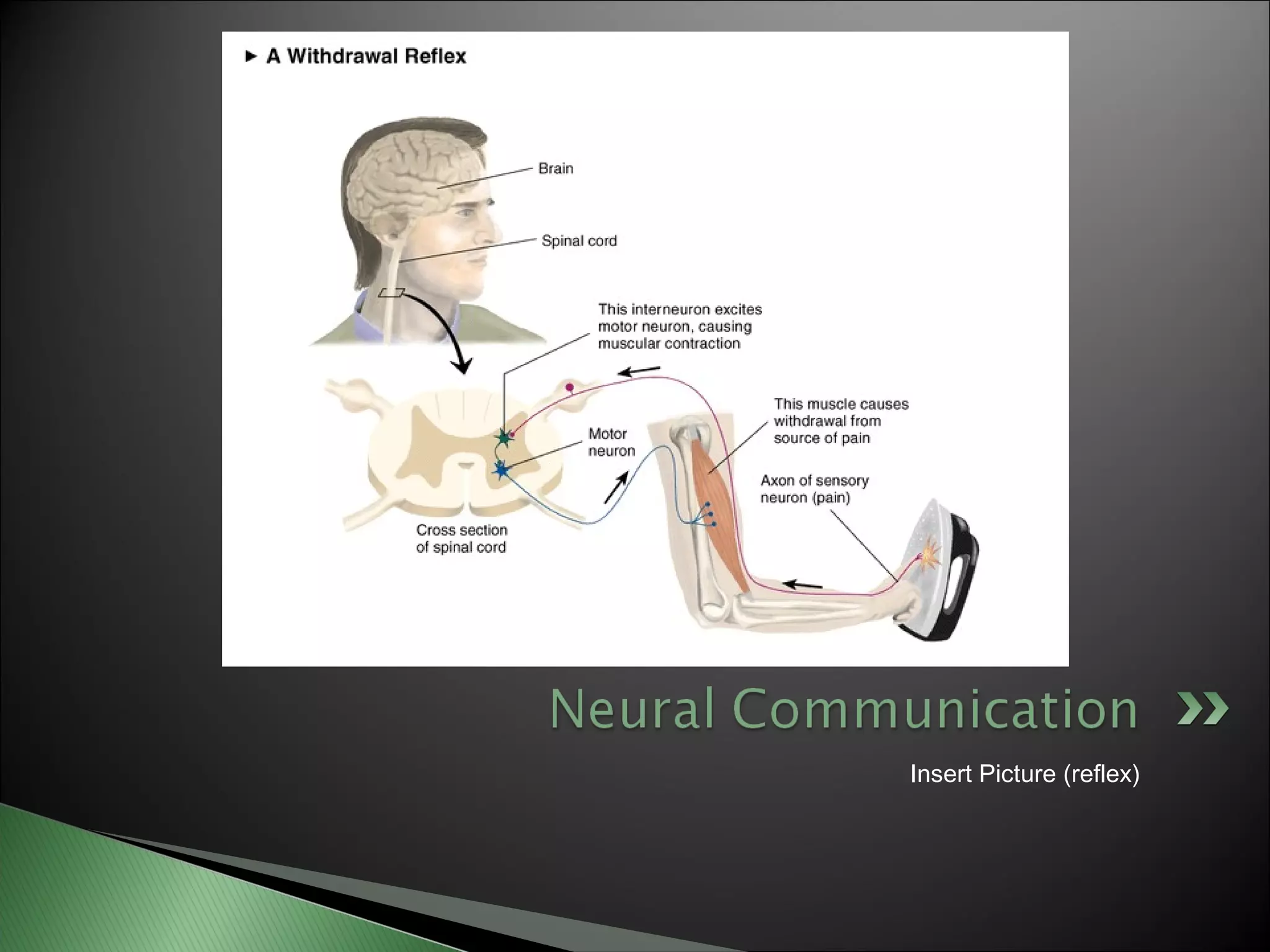 Biological basis of behavior (new) | PPT