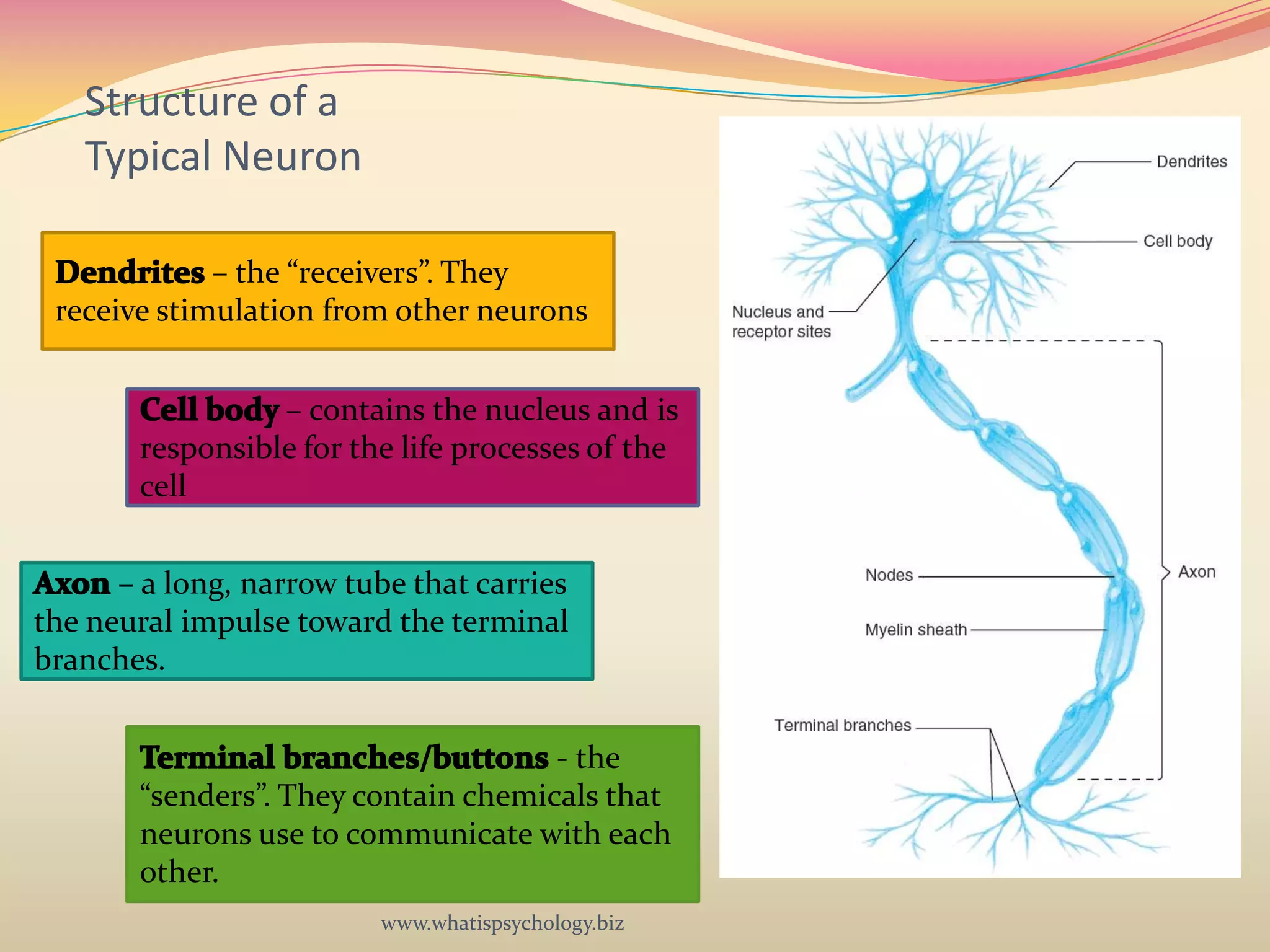 Psych 101 - Introduction to Psychology - Lecture 3 | PPTX