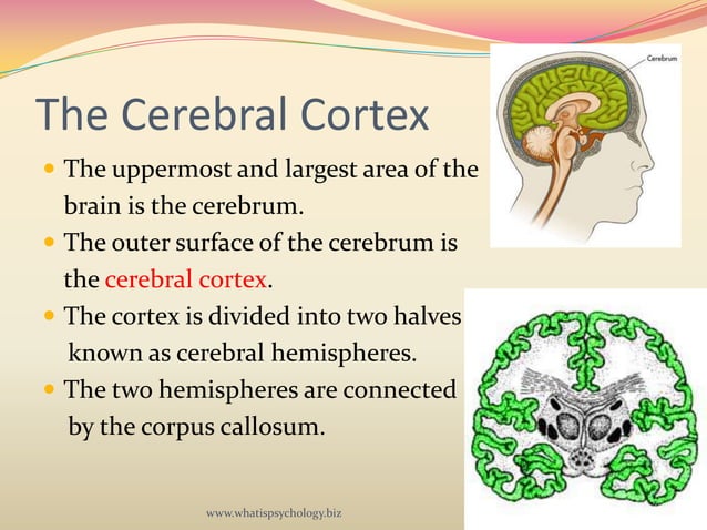 Psych 101 - Introduction to Psychology - Lecture 3 | PPTX | Brain and ...