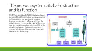 Biological basis of Behaviour of Humans. | PPT