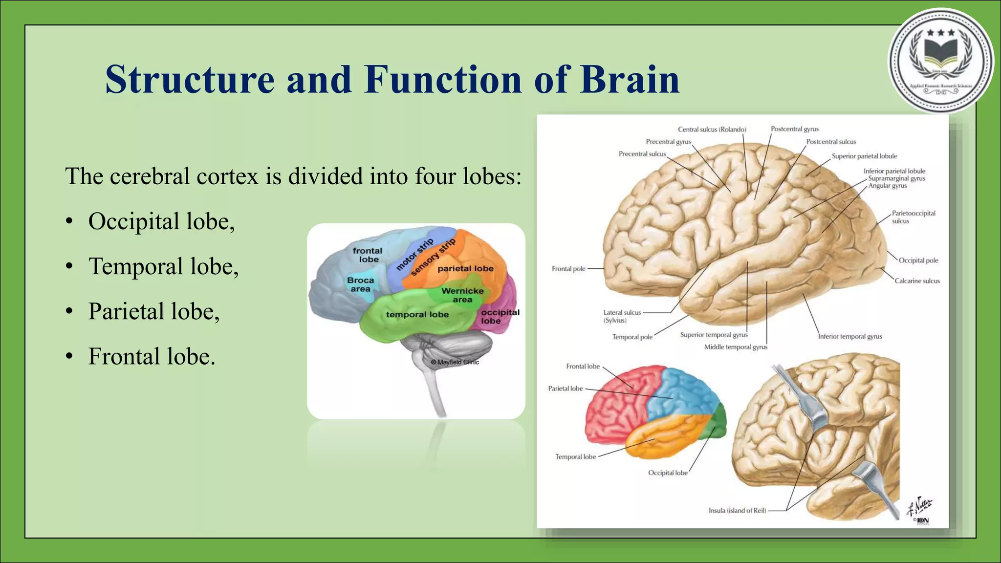 Biological basis of behaviour- Anatomy.pptx