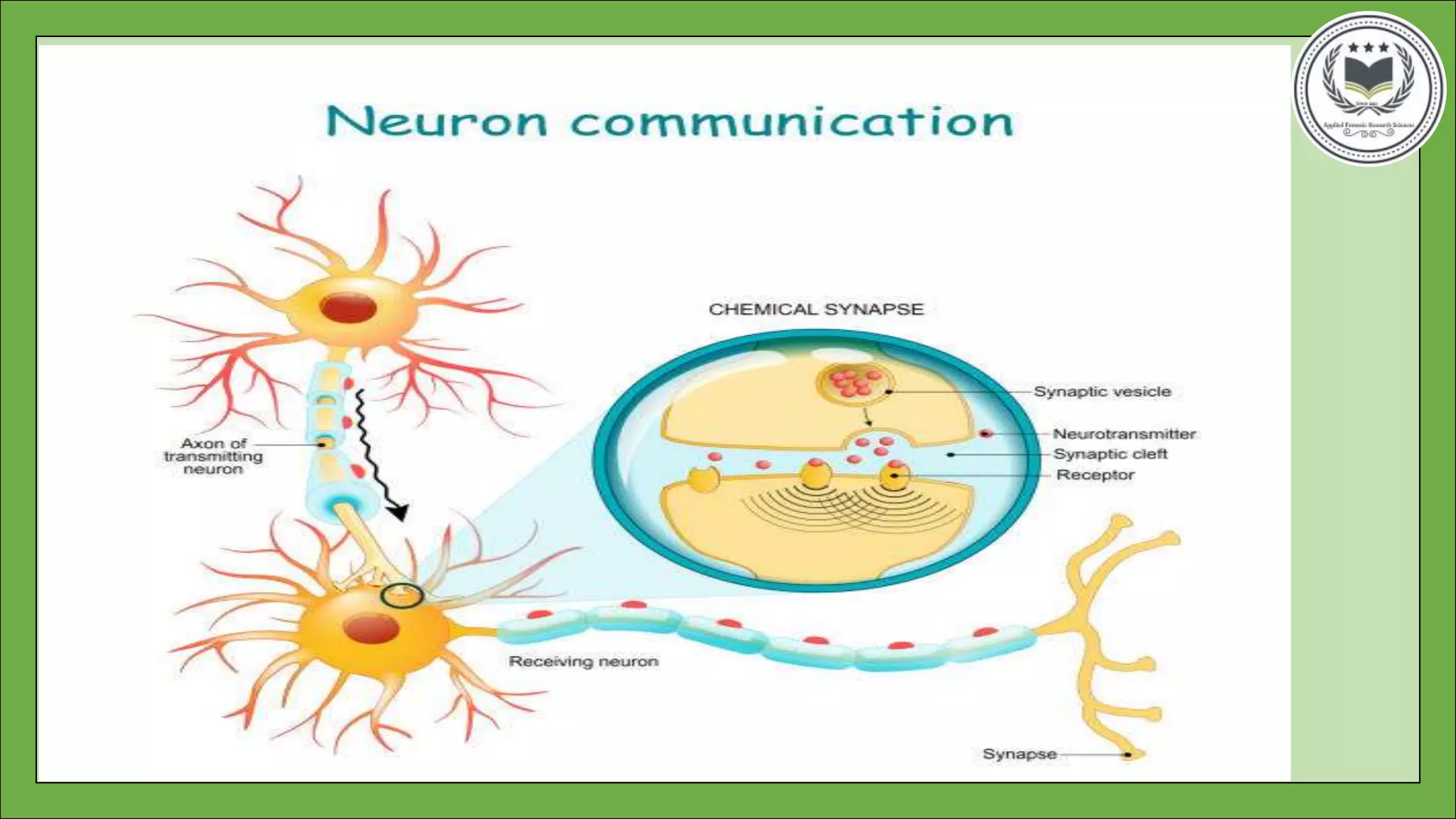 Biological basis of behaviour- Neuron Part-1 | PPTX