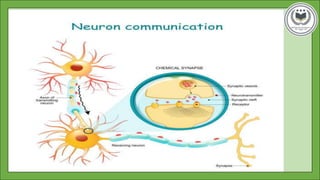 Biological basis of behaviour- Neuron Part-1 | PPT