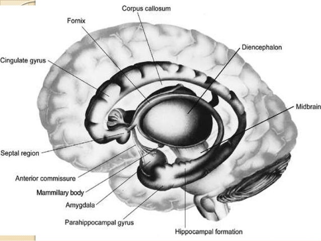 Biological basis of memory