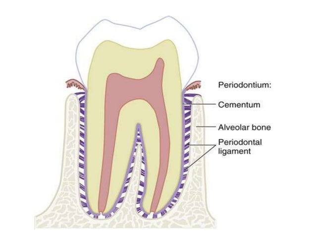 Biological basis of tooth movement | PPTX | Dental Health | Diseases ...