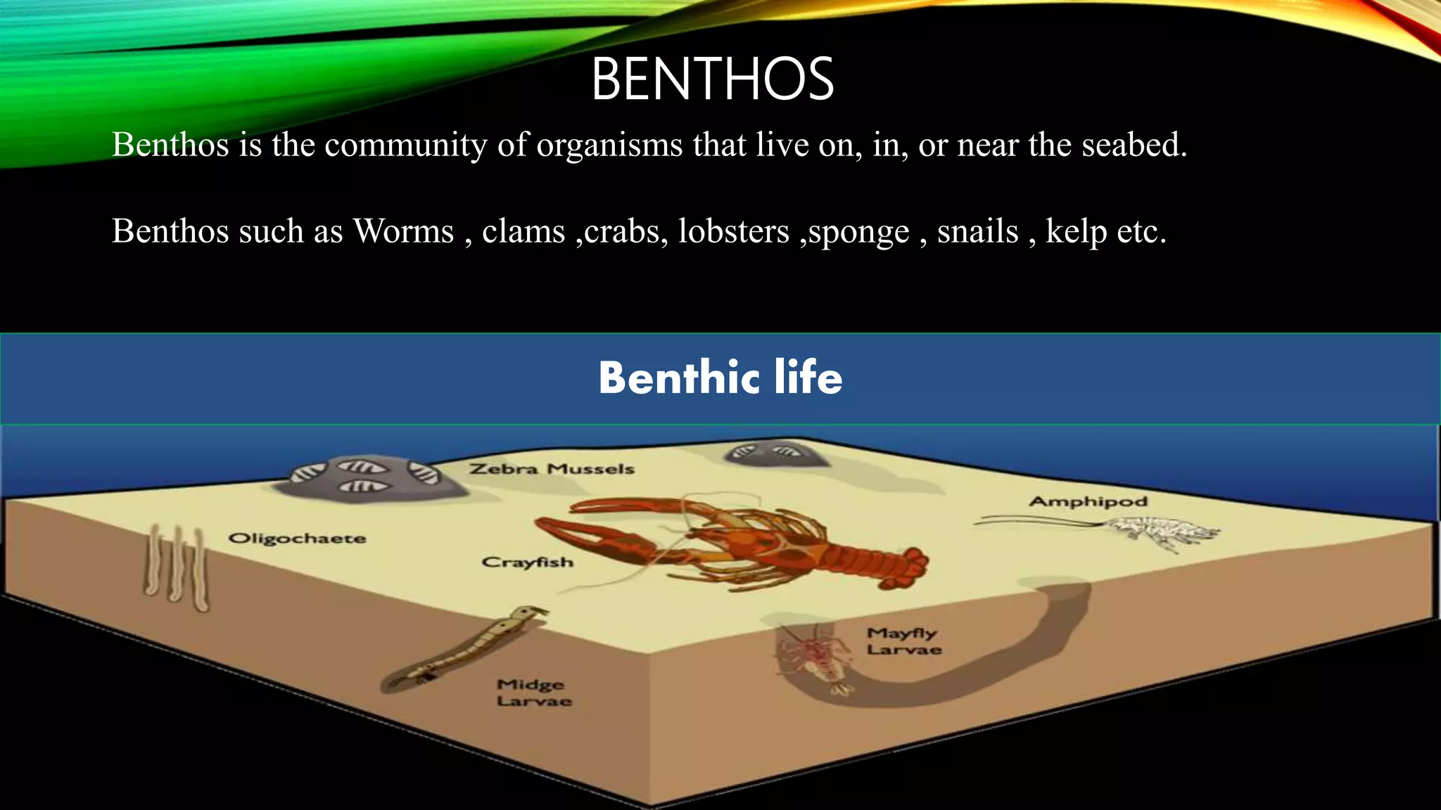 Biological benthos presentation by hafez ahmad | PPTX