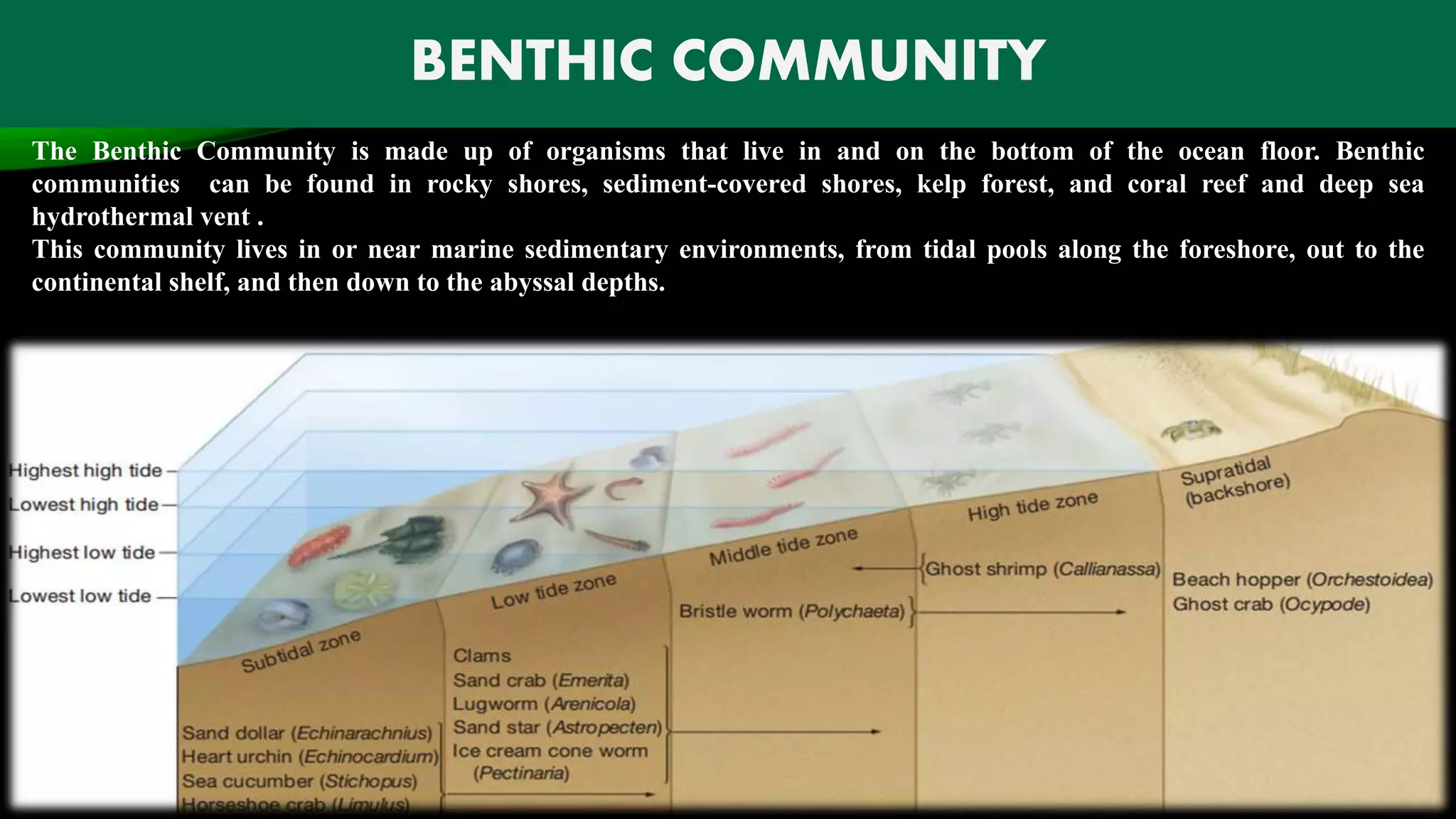 Biological benthos presentation by hafez ahmad | PPTX