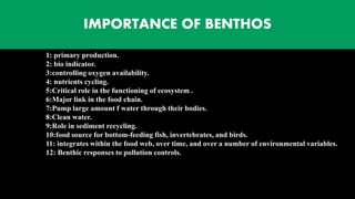 Biological benthos presentation by hafez ahmad | PPTX