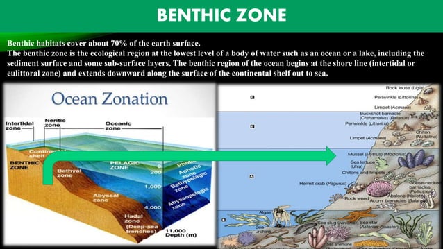 Biological benthos presentation by hafez ahmad | PPTX | Geography | Science