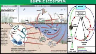 Biological benthos presentation by hafez ahmad | PPTX | Geography | Science