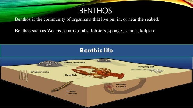 Biological benthos presentation by hafez ahmad
