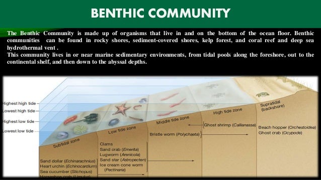 Biological benthos presentation by hafez ahmad