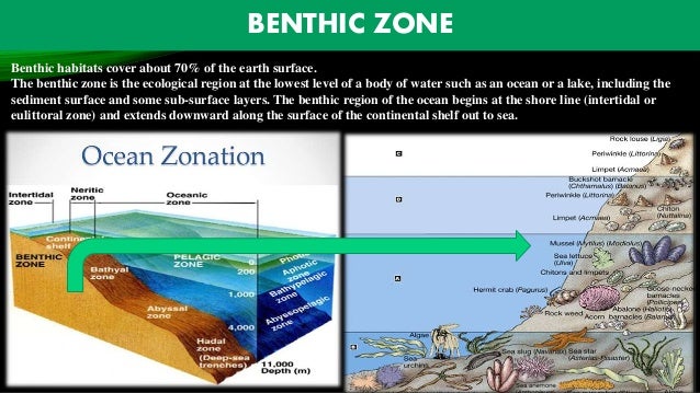 Biological benthos presentation by hafez ahmad