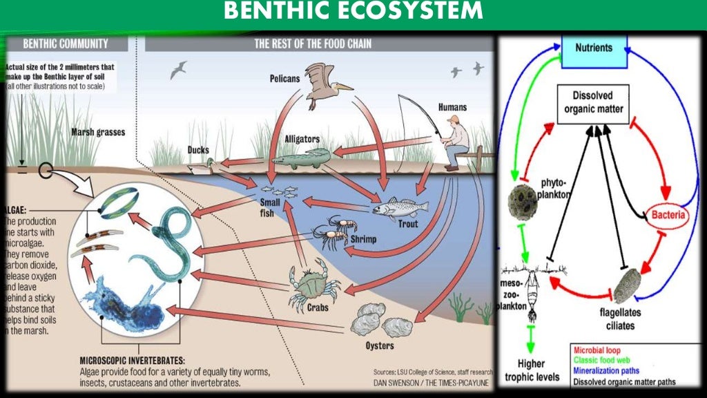 Biological benthos presentation by hafez ahmad