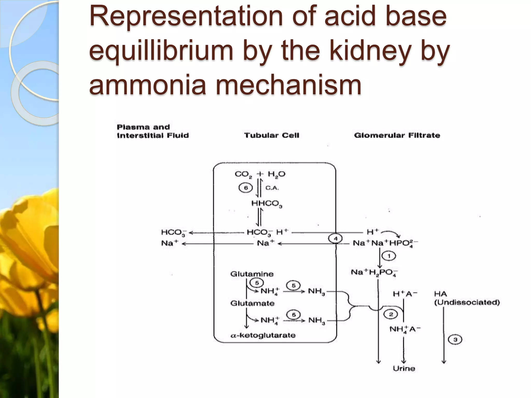 Biological buffer | PPTX