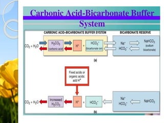 Biological buffer | PPTX