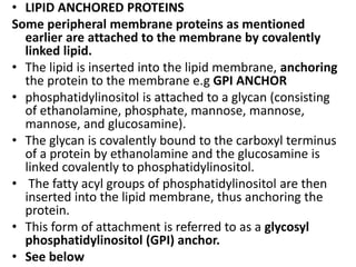 BIOLOGICAL CELL MEMBRANE OF THE CELLS PRESENT IN LIFE | PPT