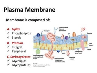 BIOLOGICAL CELL MEMBRANE OF THE CELLS PRESENT IN LIFE | PPT