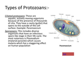 Biological classification | PPSX