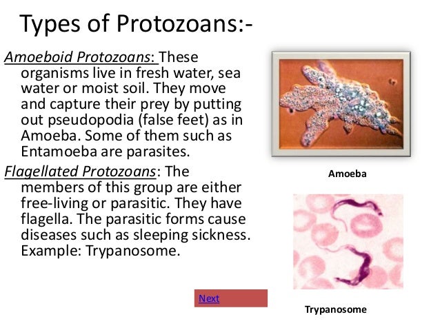 Biological classification