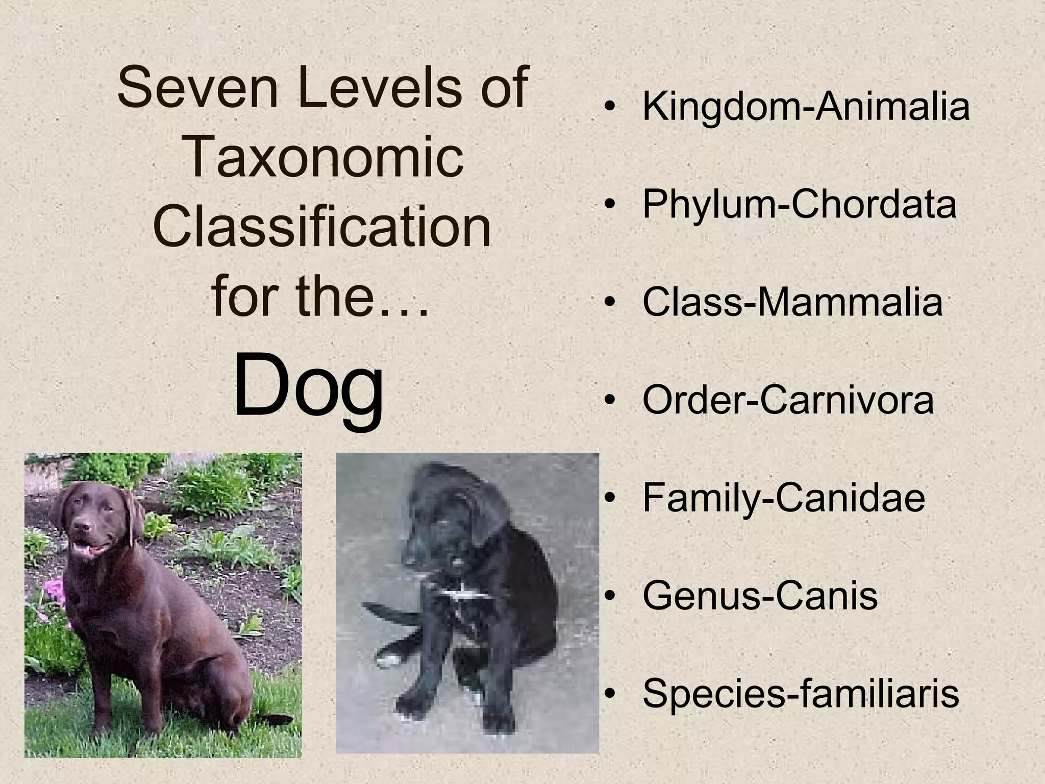 Biological classification | PPT