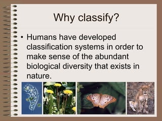 Biological classification | PPT
