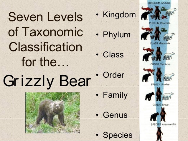 Biological classification