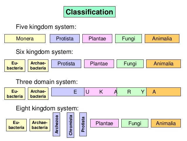 Taxonomy Definition Examples Classification Biology