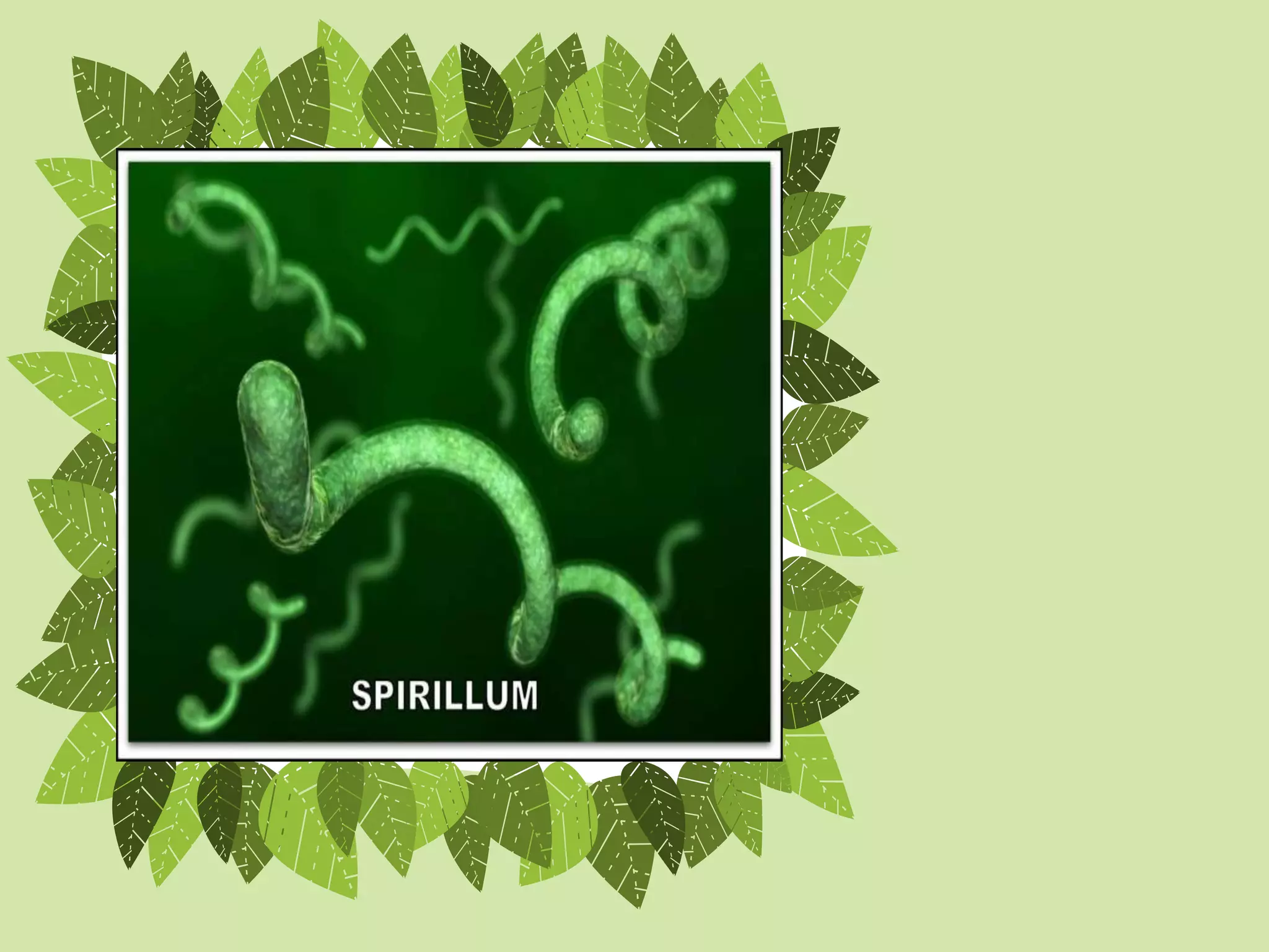 BIOLOGICAL CLASSIFICATION - FIVE KINGDOMS - VIRUS & VIROIDS. | PPTX ...