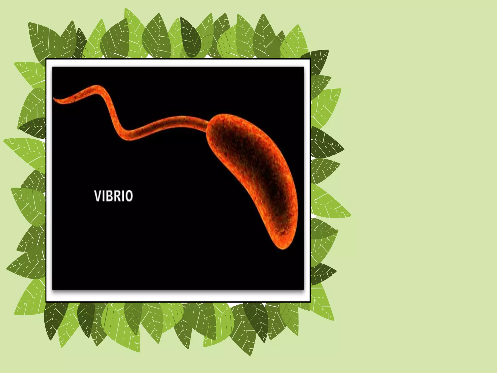 BIOLOGICAL CLASSIFICATION - FIVE KINGDOMS - VIRUS & VIROIDS. | PPTX