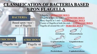 Biological classification | PPTX
