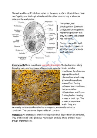 Chapter-2 Biological classification notes | PDF