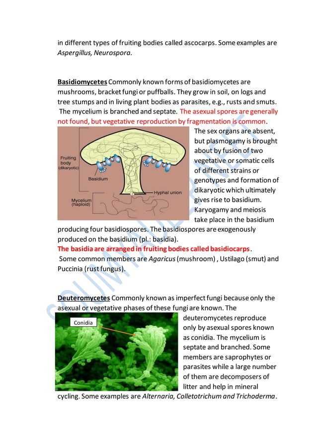 Chapter-2 Biological classification notes | PDF | Biological Sciences ...