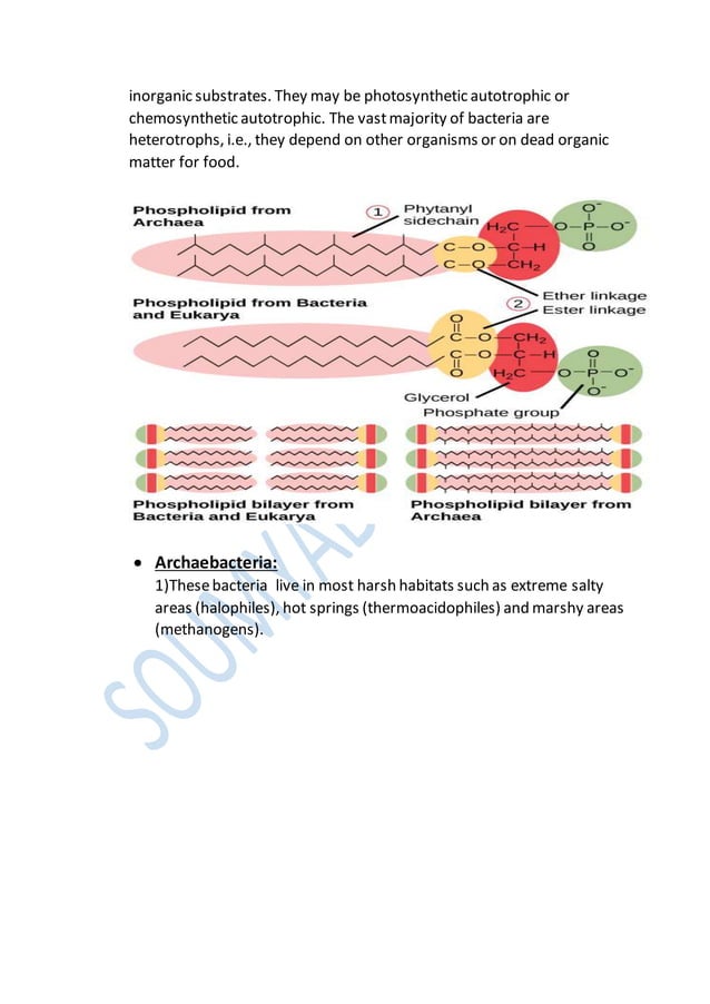 Chapter-2 Biological classification notes | PDF | Biological Sciences ...