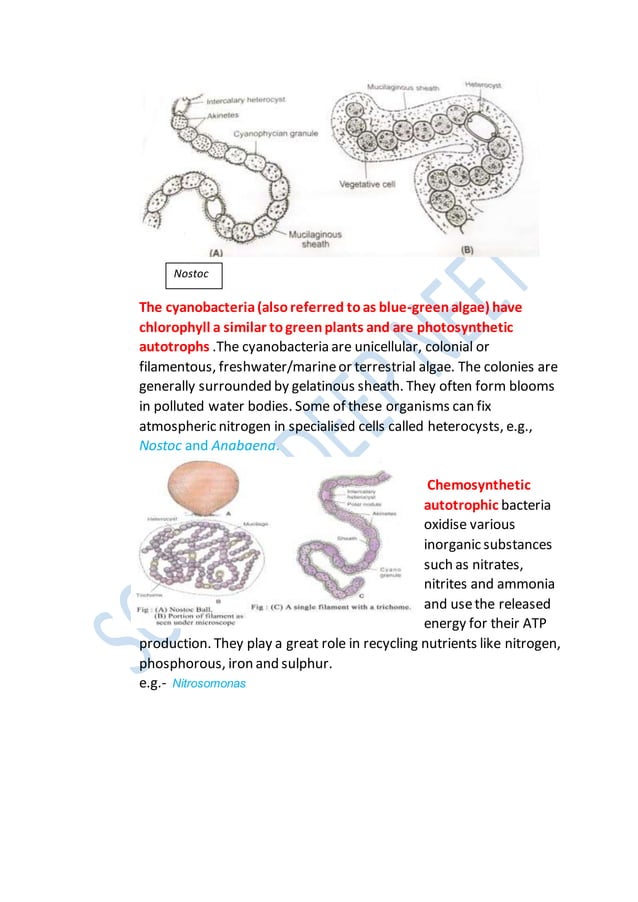 Chapter-2 Biological classification notes | PDF | Biological Sciences ...