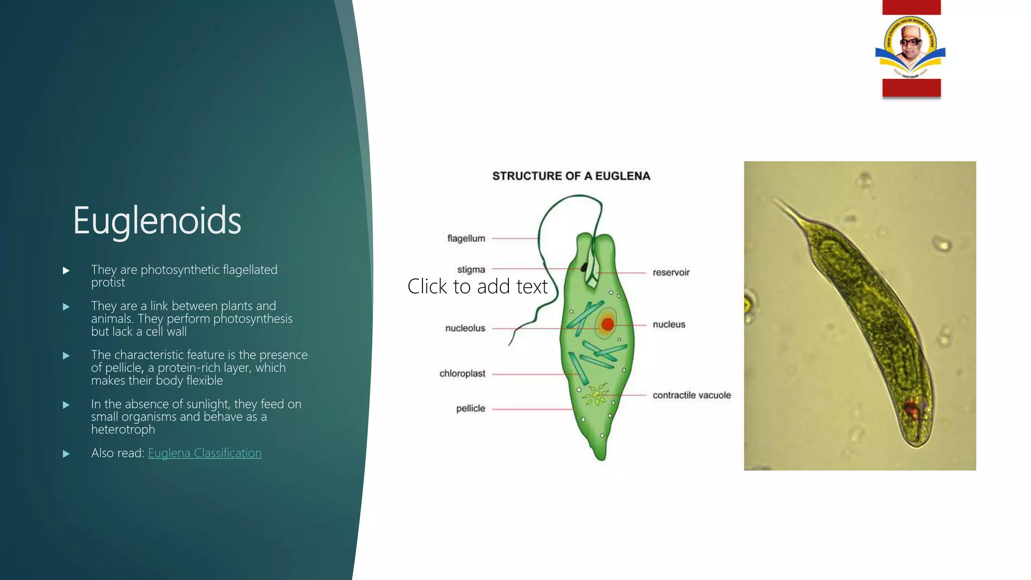 Biological classification CLASS11th | PPTX