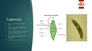 Biological classification CLASS11th | PPTX
