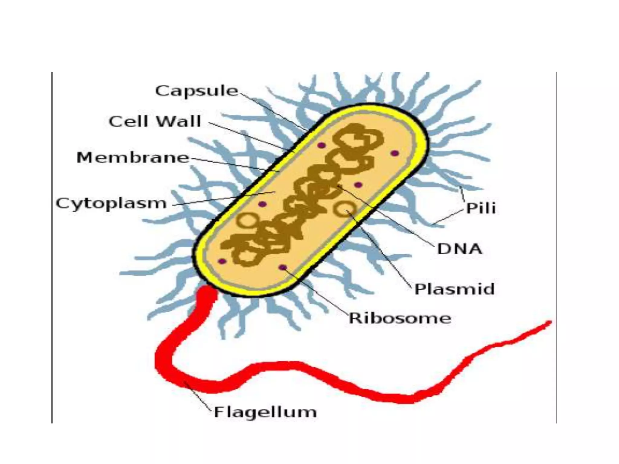 Biological classification and Monera and Protista kingdom | PPTX
