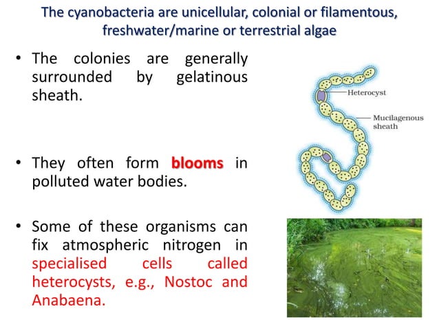 Biological classification and Monera and Protista kingdom | PPTX