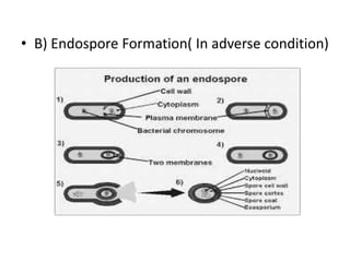 BIOLOGICAL CLASSIFICATION_MONERA.priyajha | PPT