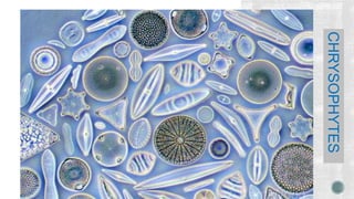 Biological classification Part-II | PPT