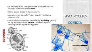 Biological classification Part-III | PPT